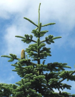 Noble fir store